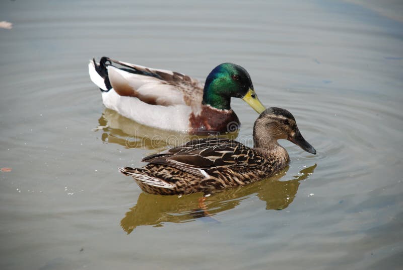 Une Paire De Canards De Colvert, Bedgebury Photo stock - Image du ...