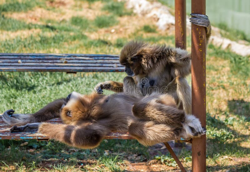 148 Accouplement De Singe Photos libres de droits et gratuites de ...