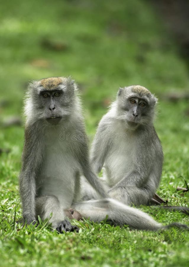 Une Paire De Singes Lissera Les Cheveux Photo stock - Image du couche ...