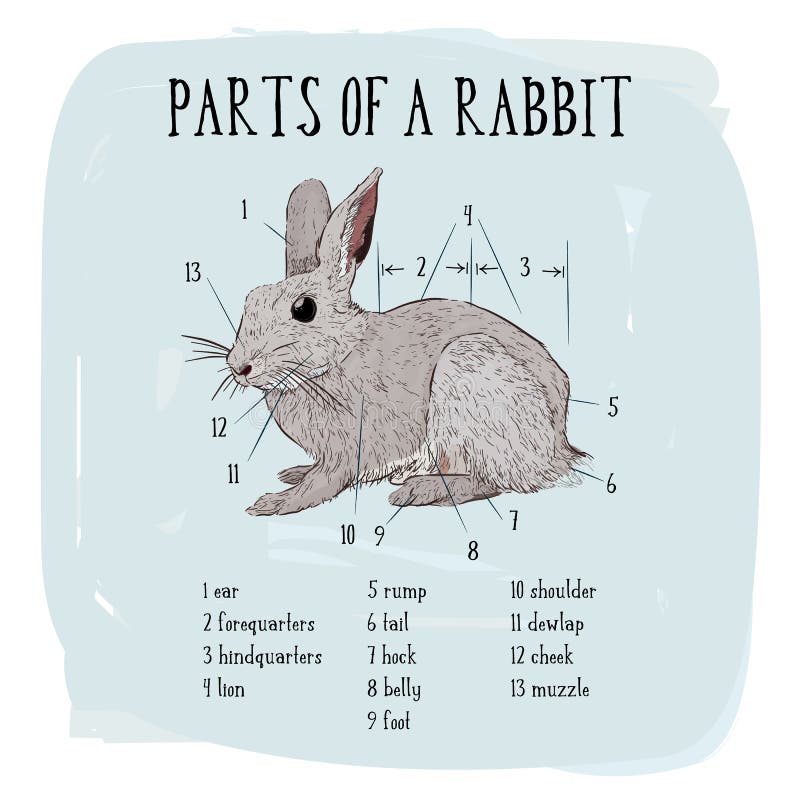 Une Partie De Lapin Illustration De Vecteur De Lapin Illustration de ...