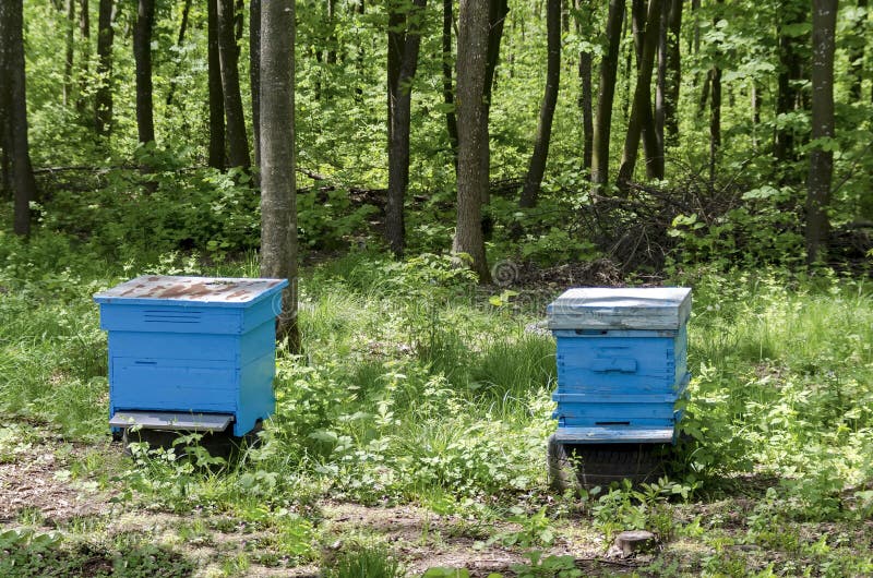 Une Partie De Rucher Avec La Vue Vers La Ruche Image stock - Image du ...