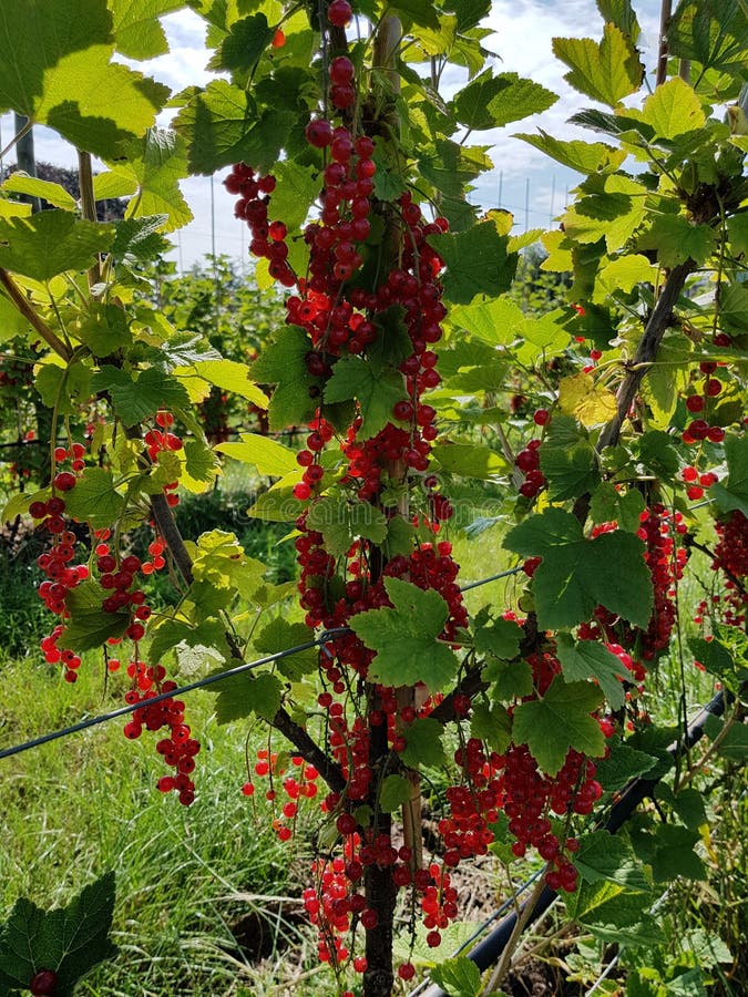 Une Pile De Groseille Rouge Avec Des Feuilles Photo stock - Image du ...