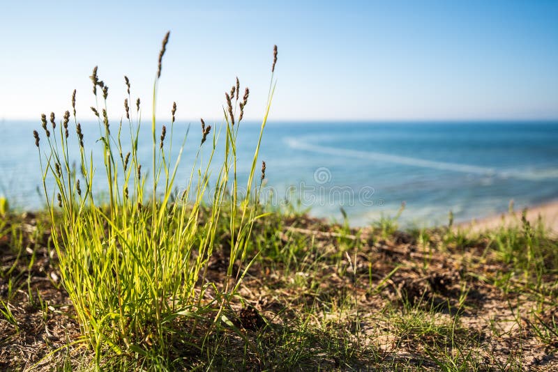Une Plante Verte Pousse Sur Le Bord De Mer. Image stock - Image du lame ...