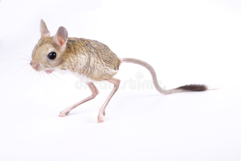 Gerboise/Jaculus La Gerboise Sont Un Animal De Steppe Et Mènent Une Vie ...