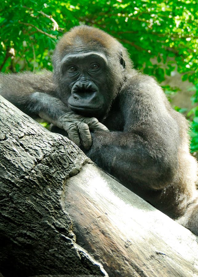 Une pose Ape-like image stock. Image of détendu, regarder - 3017717