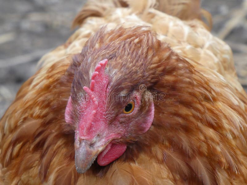 Une Poule Rouge Vue Du Devant Dans Sa Pouliche Photo stock - Image du ...