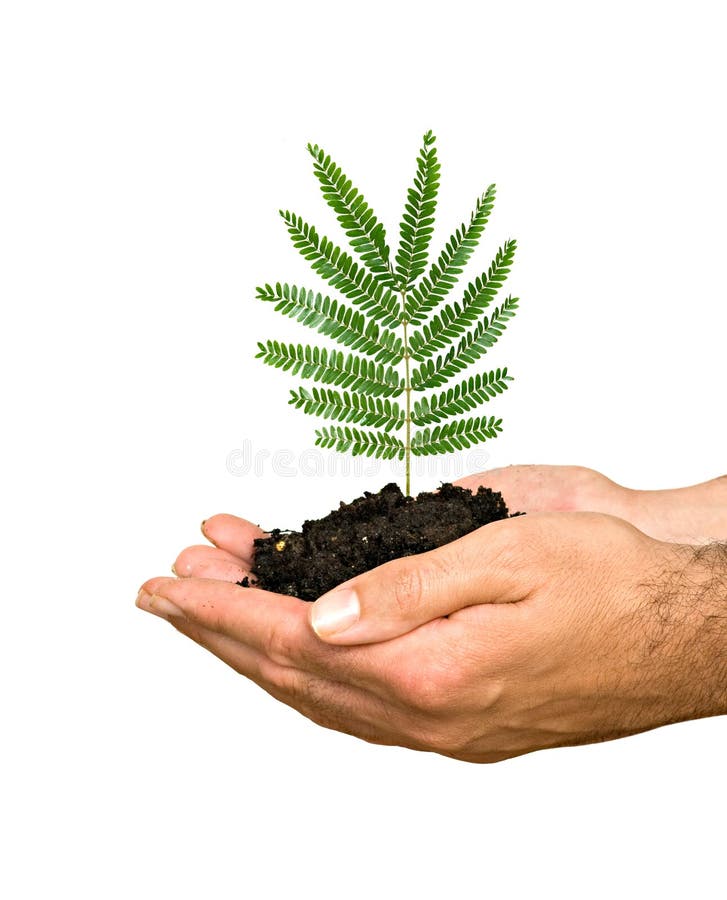 Une pousse dans des paumes photo stock. Image du fermer - 9845162