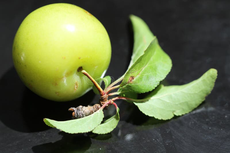 Une Prune Verte Avec La Feuille D'isolement Photo stock - Image du ...