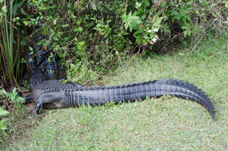 Queue D Un Crocodile Photos libres de droits et gratuites de Dreamstime