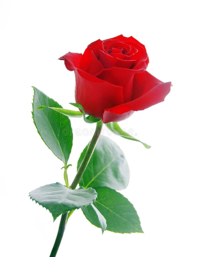 Une Rose photo stock. Image du amour, convoitise, fleur - 18634984
