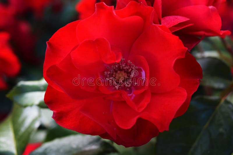 Champ Des Roses Rouges De Floraison Image stock - Image du roman, rouge ...