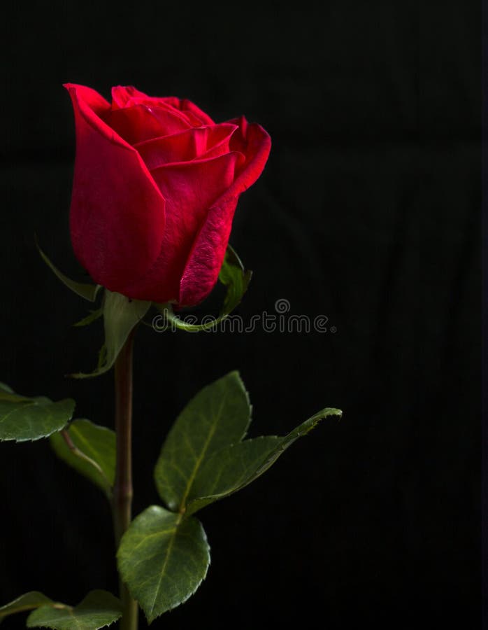 4,387 Photos de Rose De Rouge Sur Le Fond Noir Romantique Passion Belle ...