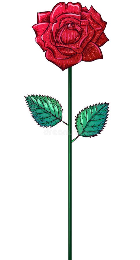 Rose de rouge de tige. illustration de vecteur. Illustration du closeup ...