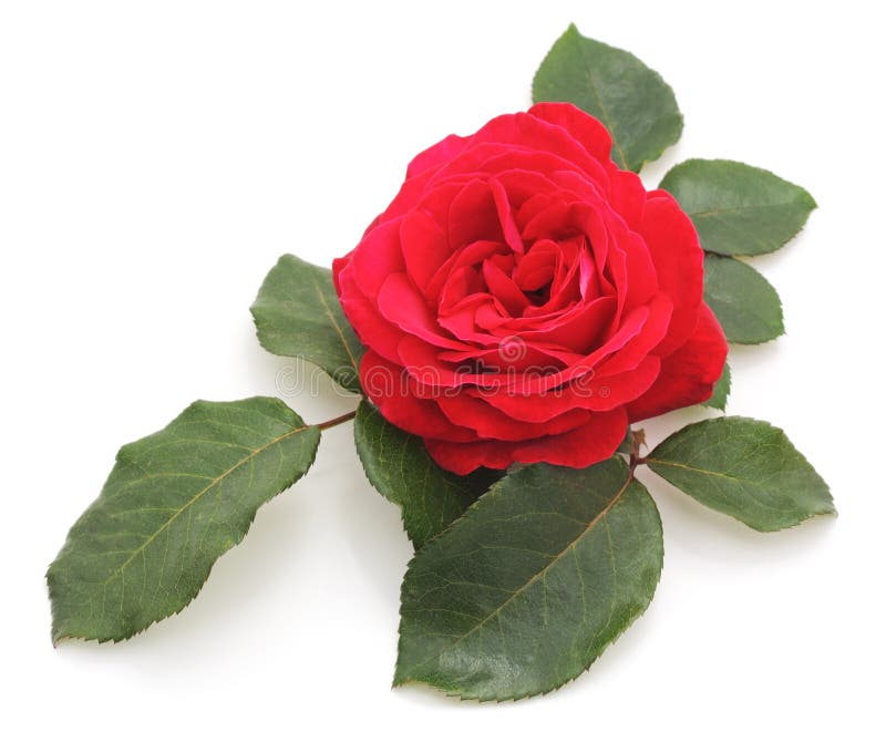 Une Rose rouge photo stock. Image du vert, fleur, coupure - 109113198
