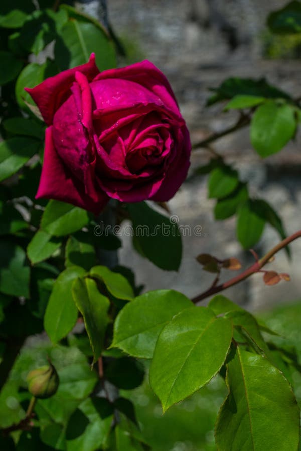 28,594 Champ De Rose De Rouge Photos libres de droits et gratuites de ...