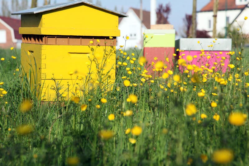 Une ruche photo stock. Image du environnement, pollinisation - 68987354
