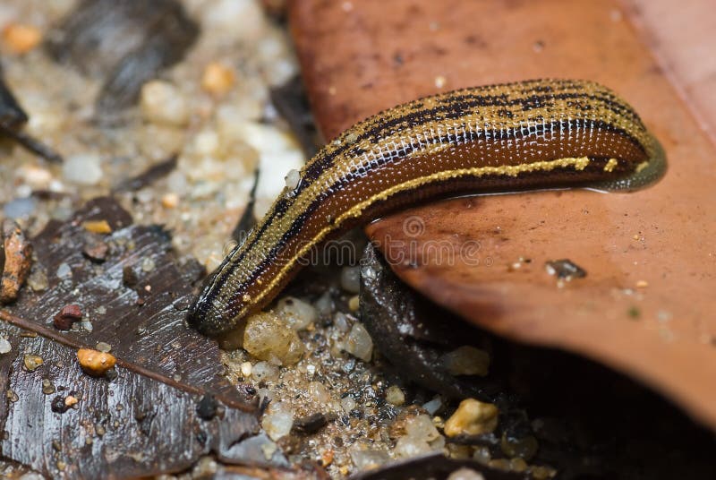 Une sangsue photo stock. Image du brun, oeil, nature, vert - 6513318
