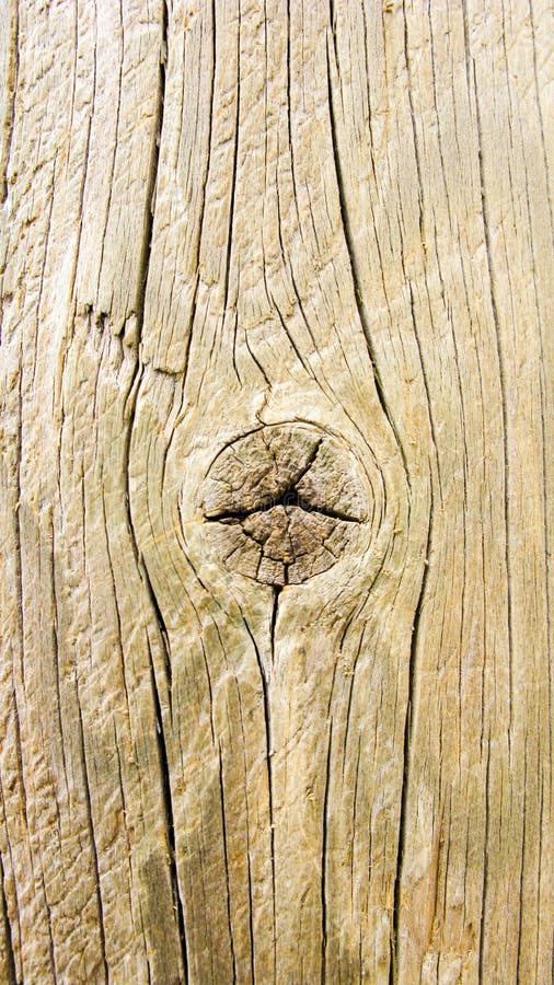 Une Texture De Tronc D'arbre, Milieux Photo stock - Image du image ...