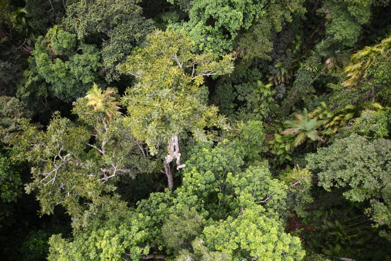 Une Vue De Birdseye D'une Forêt Tropicale Australienne Image stock ...