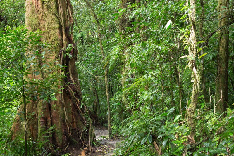 Une Vue Scénique De La Jungle Amazonienne Image stock - Image du ...