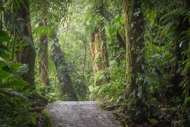 Une Vue Scénique De La Jungle Amazonienne Image stock - Image du ...