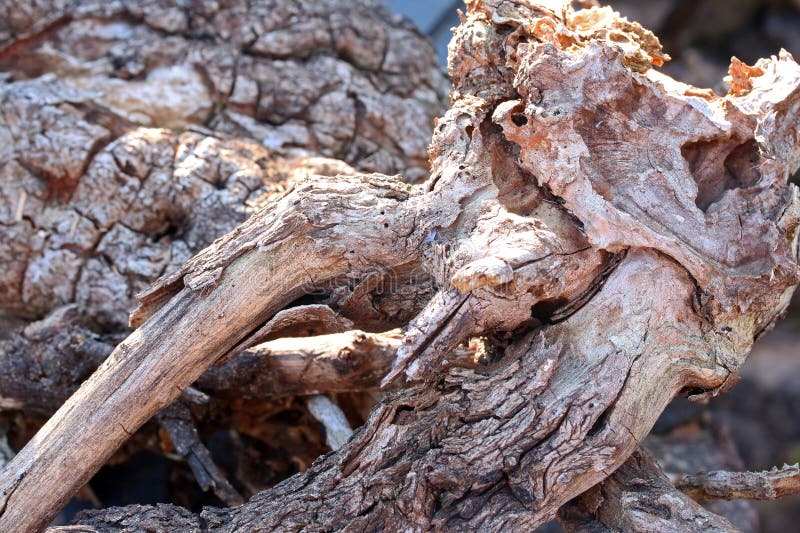 Unearthed Gnarled Old Dry Tree Root in Sunlight Stock Photo - Image of ...
