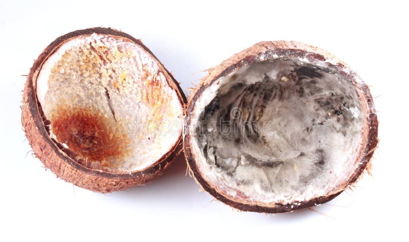 Broken Coconut Shell on White Background. Empty Broken Ovoid Shell ...