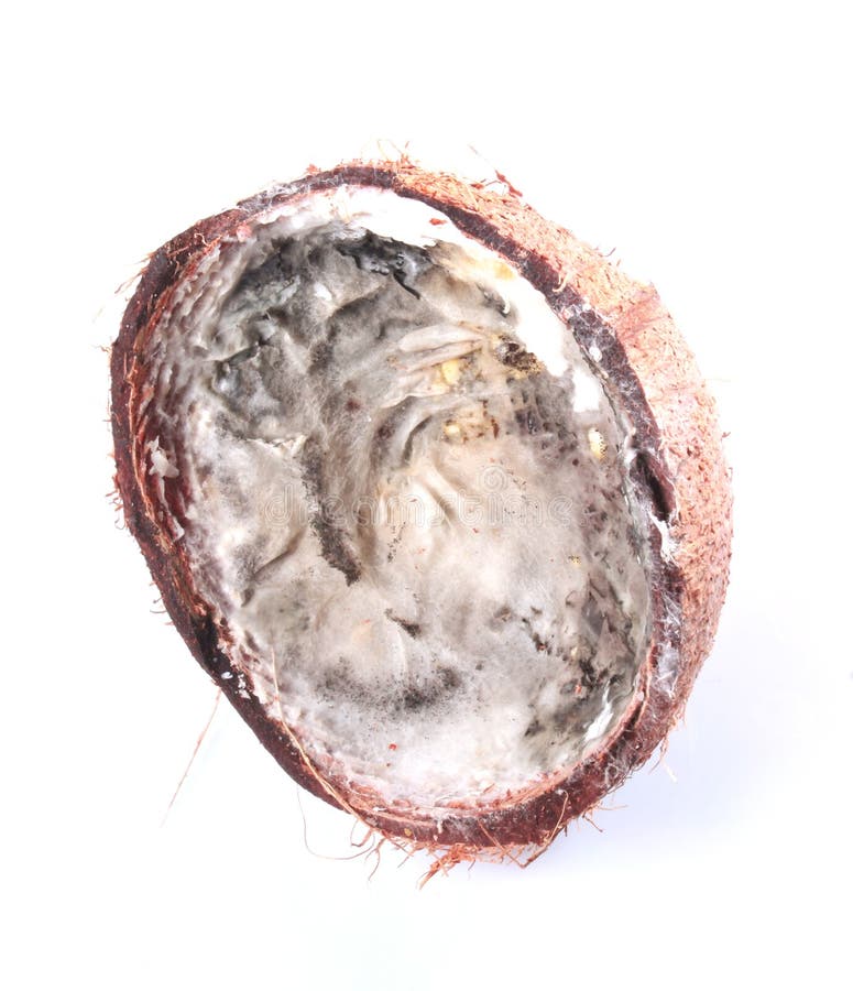 Broken coconut stock photo. Image of broken, fruit, diet - 16206664