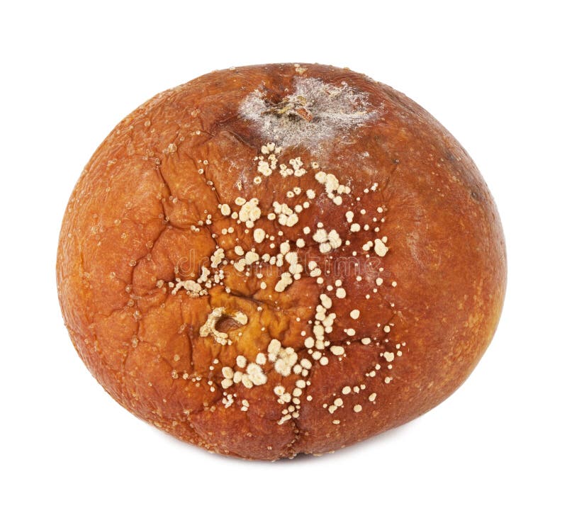 Uneatable rotten apple stock photo. Image of circle, disgust - 33845462