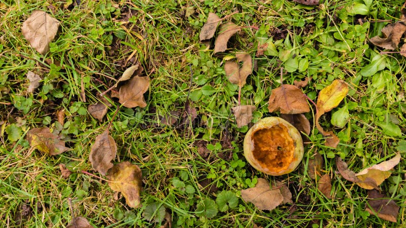 Uneatable Rotten Apple at Meadow Stock Photo - Image of decayed, leaf ...