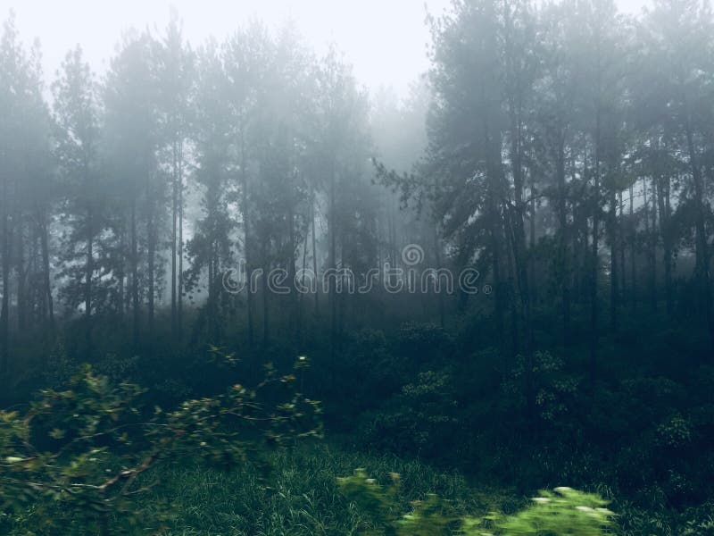 Unedited Photo of the Cool Climate with the Mist Stock Photo - Image of ...