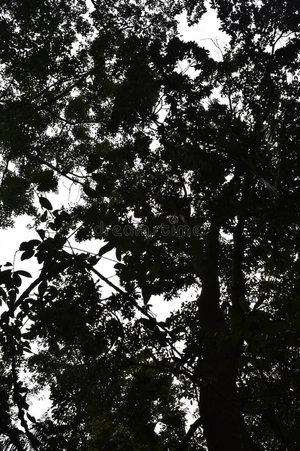 Unedited Silhouette Picture of Branches of Tree Stock Image - Image of ...