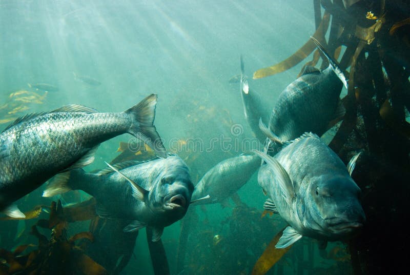 Redfish Underwater Chasing Lure Stock Photo - Image of fishing, fish ...
