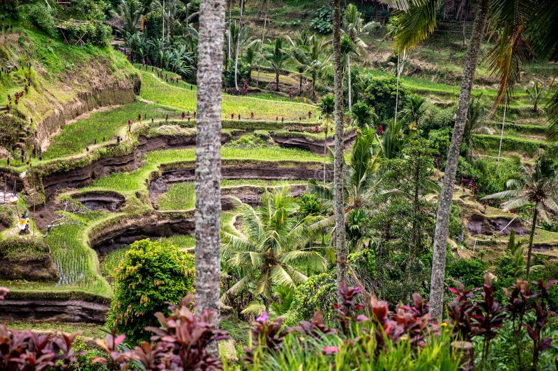 UNESCO Rice Terraces in Bali Stock Image - Image of terrace, walkway ...