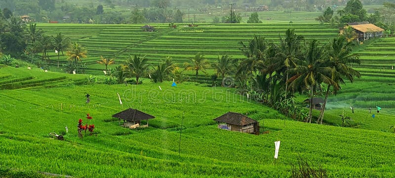 Unesco Site in Bali Called Rice Field Terrace of Jatiluwih Stock Photo ...
