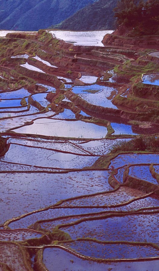 Unesco World Heritage: the Rice Terraces of Banaue Stock Photo - Image ...