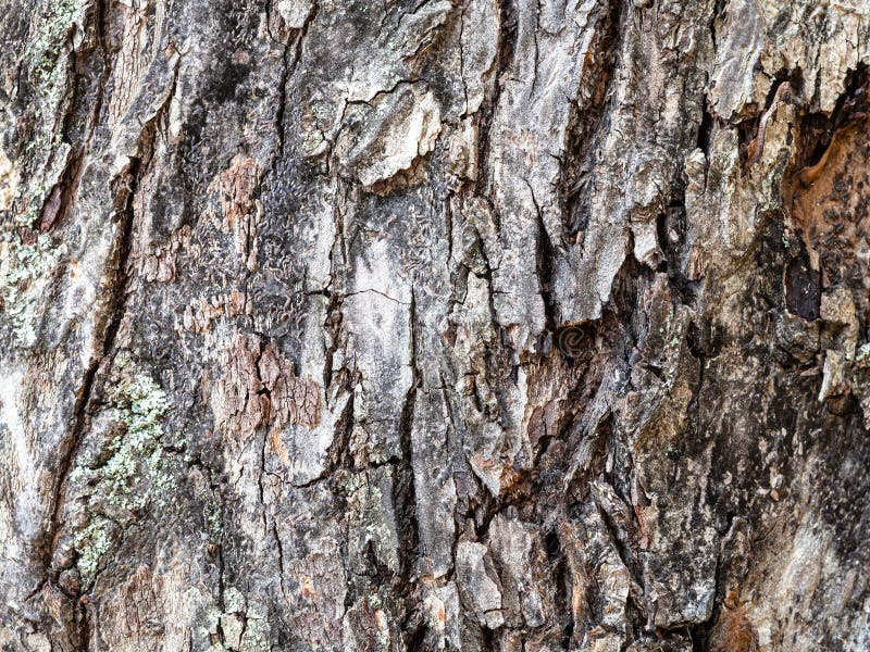 Uneven Bark on Old Trunk of Apple Tree Close Up Stock Image - Image of ...