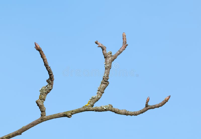 Uneven dry twig stock photo. Image of grungy, nature - 84736732