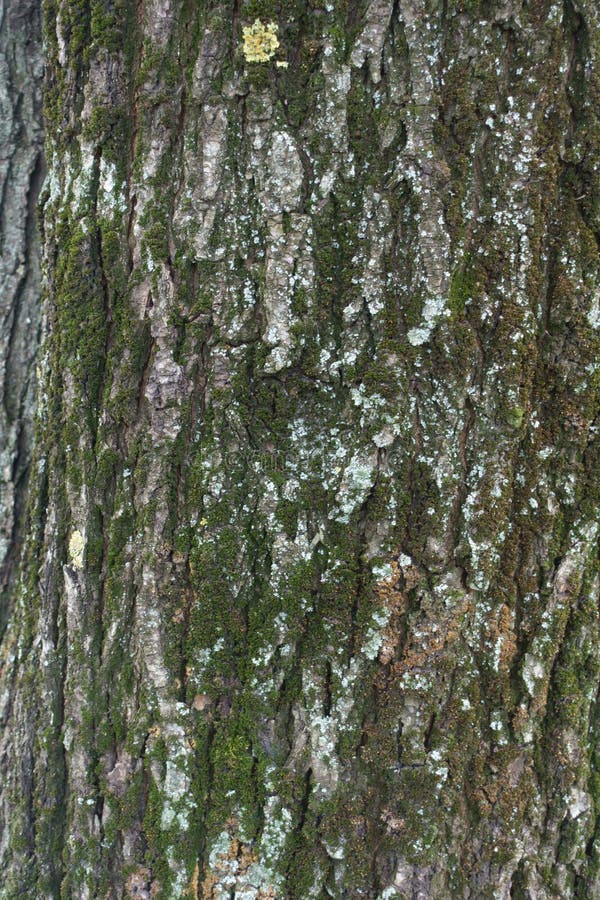 Uneven Surface of Bark of European White Elm Covered with Dry Moss and ...