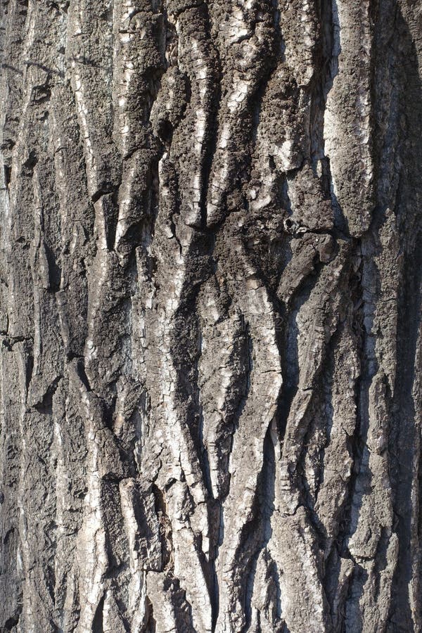 Uneven Surface of Dry Bark of Field Elm Stock Photo - Image of crackled ...