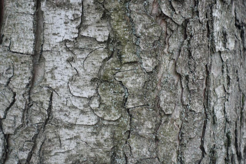 Uneven Surface of Dry Bark of Horse Chestnut Stock Image - Image of ...