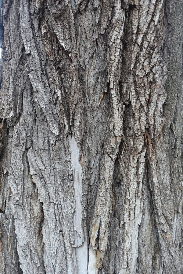 Uneven Surface of Dry Grey Bark of Cottonwood Poplar Stock Photo ...