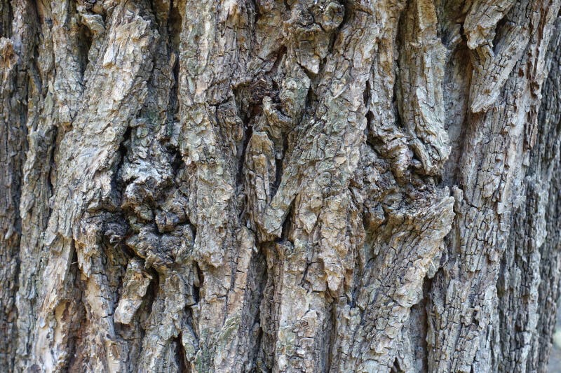 Uneven Surface of Grey Bark of Field Elm Stock Image - Image of cork ...
