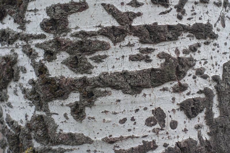 Uneven Surface of Green and Black Bark of White Poplar Tree Stock Image ...