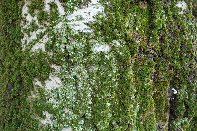Uneven Surface of Silver Poplar Bark with Moss and Lichen Stock Image ...