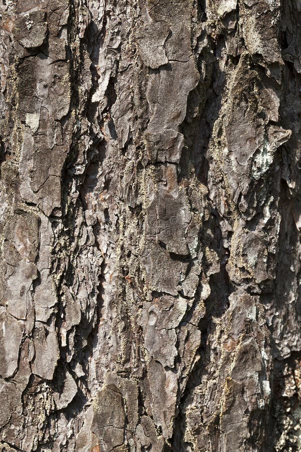 Uneven tree bark stock photo. Image of residues, wood - 223556556