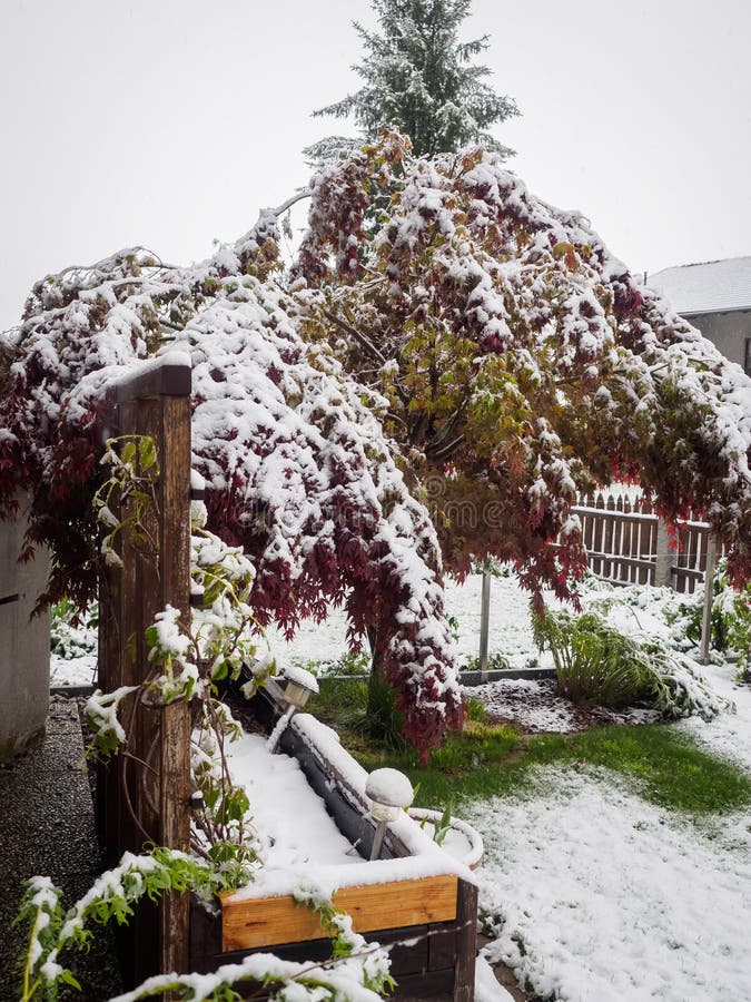 Unexpected Snow in Spring on Plants in the Garden Stock Photo - Image ...