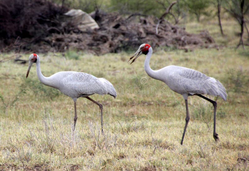 Brolgas Mating Dance in Queensland, Australia Stock Image - Image of ...