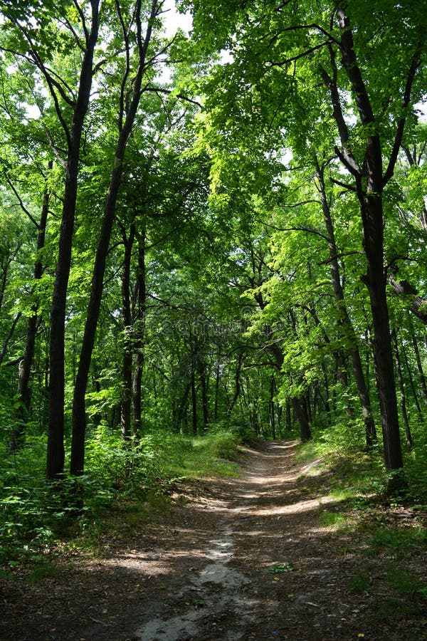 Unexplored Path between Tall Trees with Green Foliage in the Forest in ...