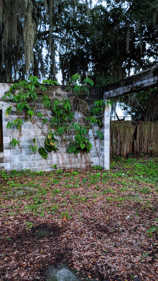 Unfinished Abandoned Building Stock Photo - Image of leaf, plant: 254104990